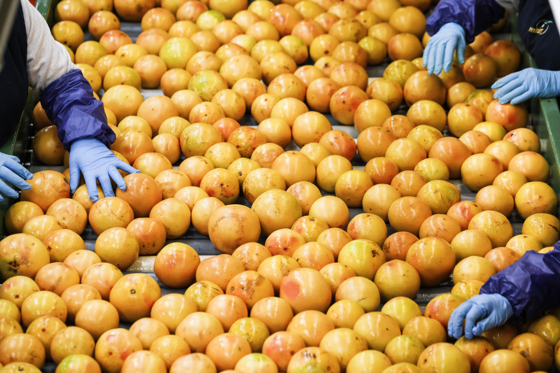 Selective breeding made these foods what they are