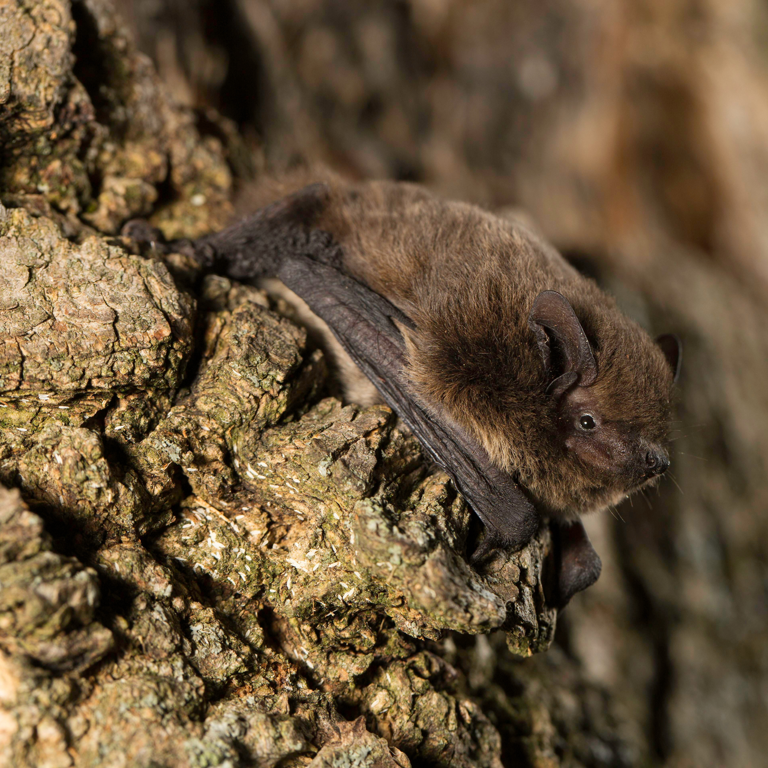 4 surprising benefits bats bring to your garden and why you shouldn’t ...