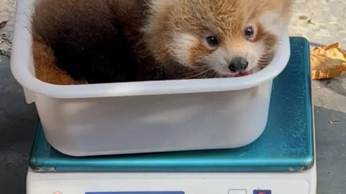 Deux pandas roux sont nés à la Ménagerie du Jardin des plantes à Paris ...