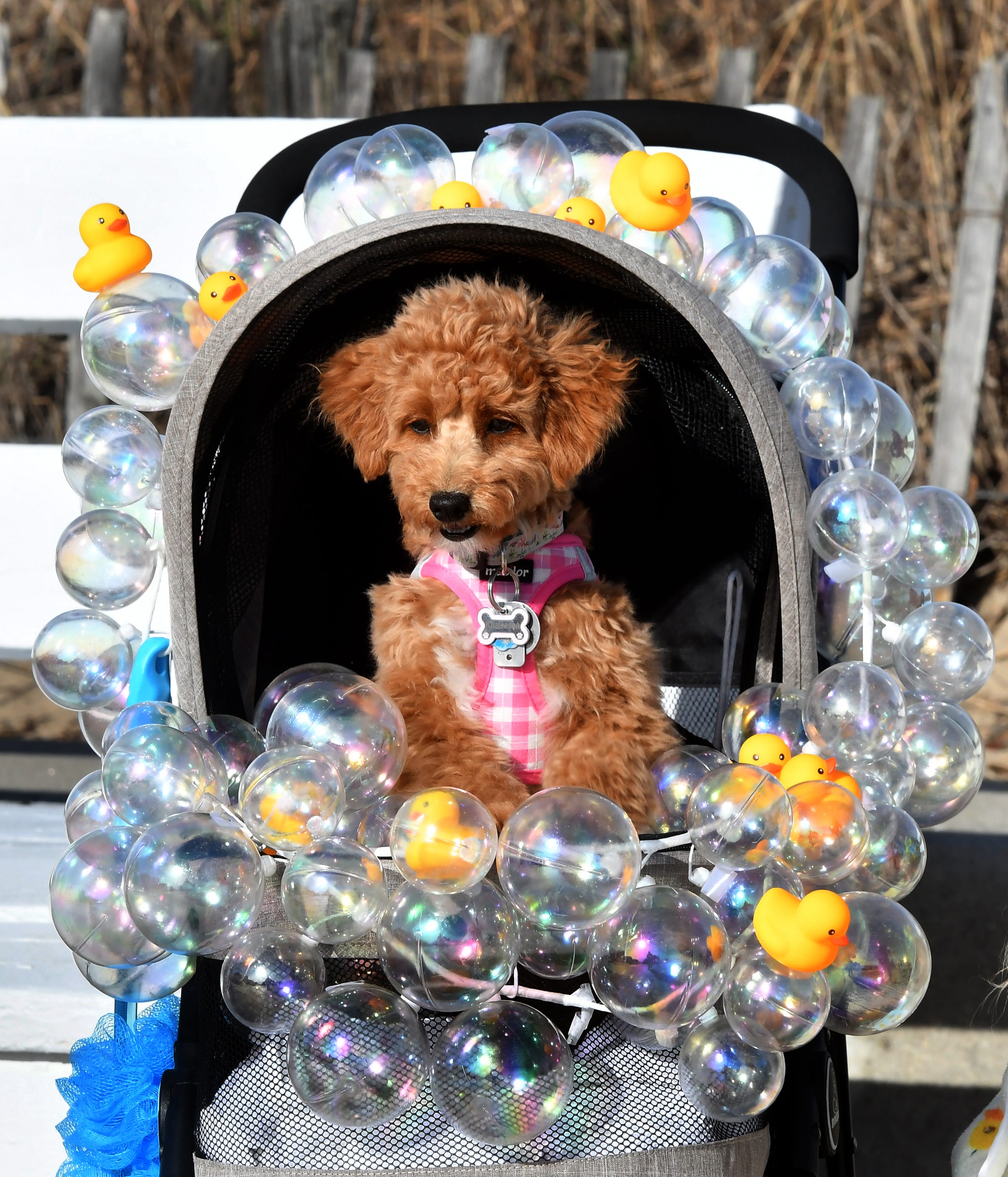 Can dogs have turkey? What to know about your pup and holiday delights