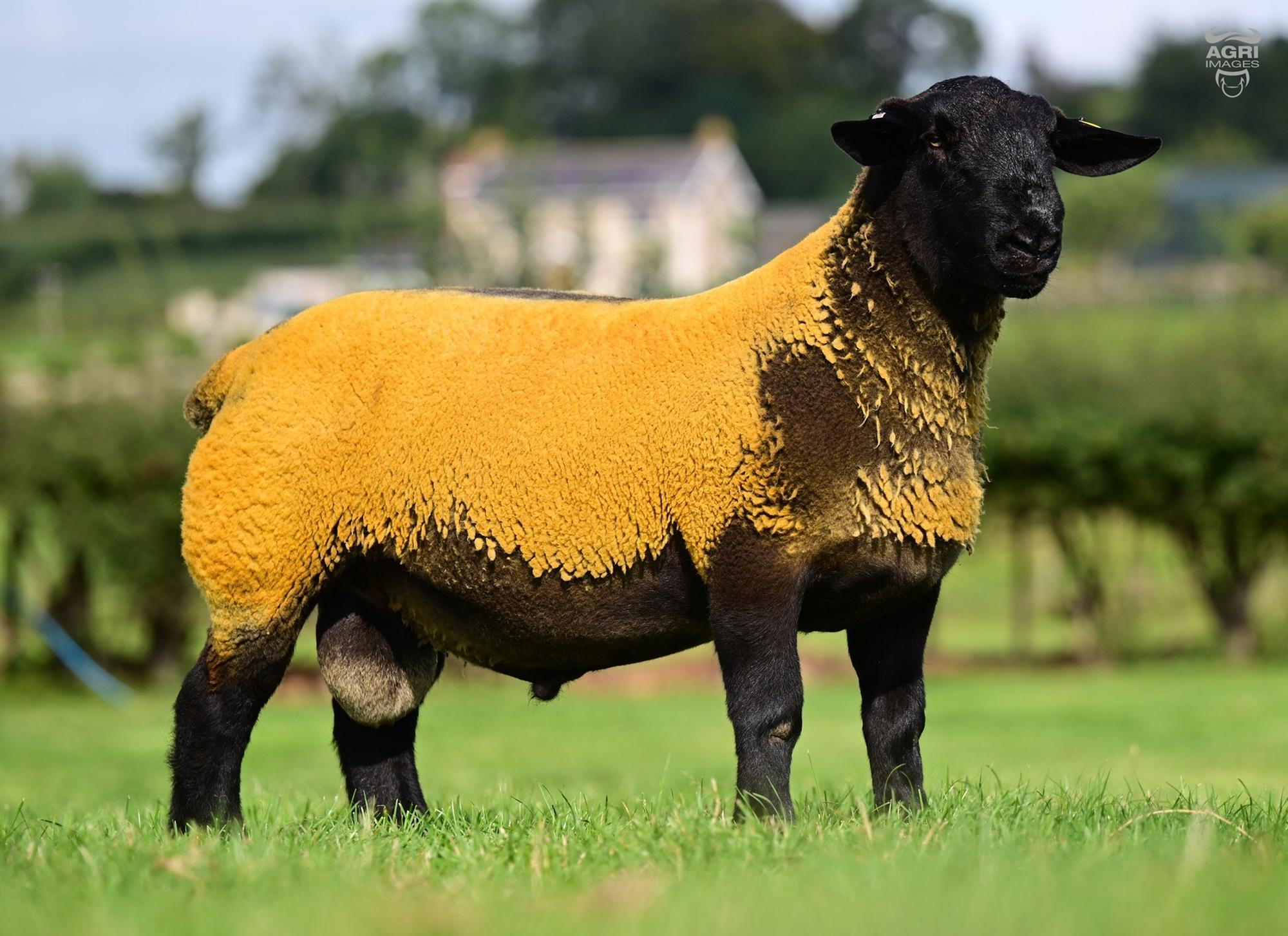 Jalex flock to host online ram sale