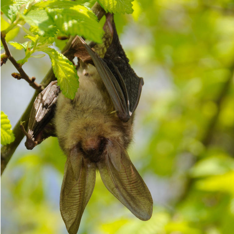 4 surprising benefits bats bring to your garden and why you shouldn’t ...