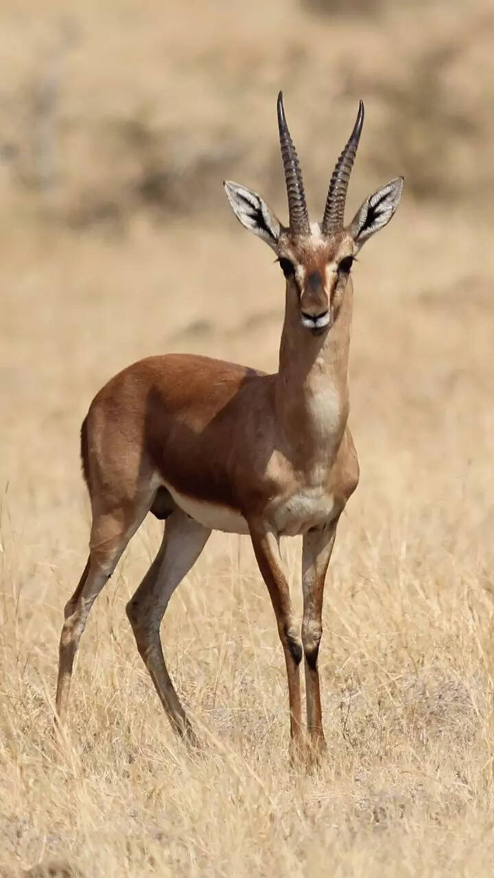 8 rare wildlife species of Indian deserts