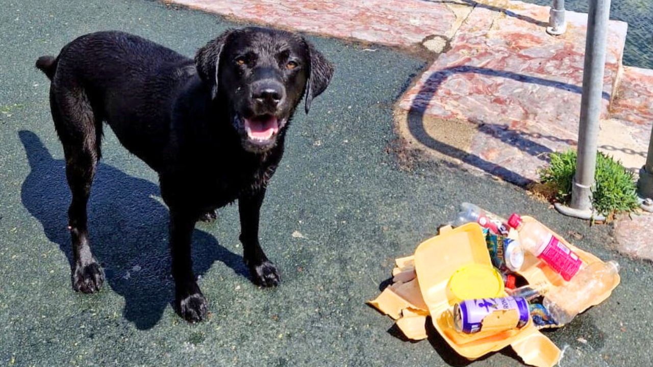 'Eco dog' loves picking up litter including ocean plastic