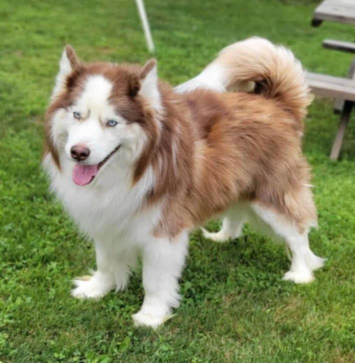 Ask the Shelter: What are tips to teach my new puppy her name?