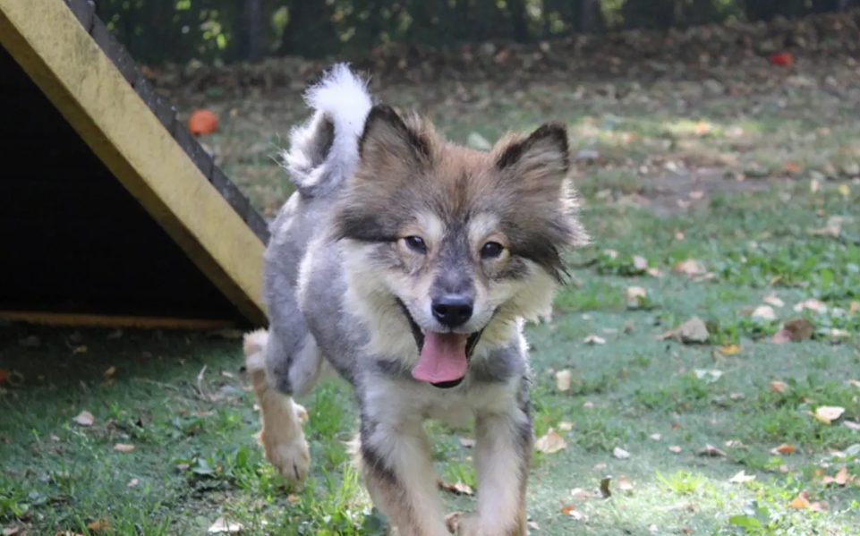 21 charming dogs and puppies at Dogs Trust Merseyside seeking loving ...