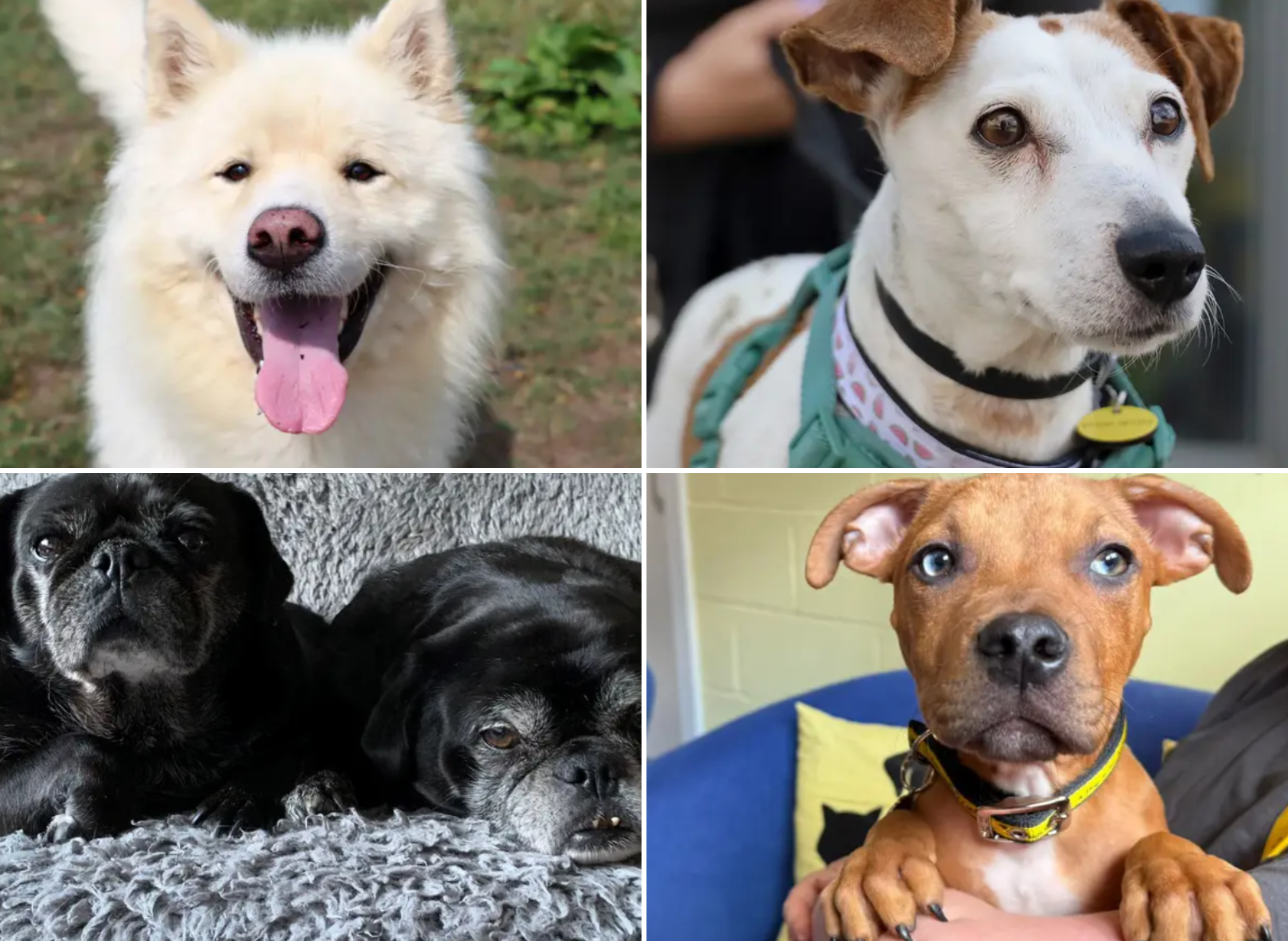 These 19 lovely dogs and puppies at the Dogs Trust are looking for ...