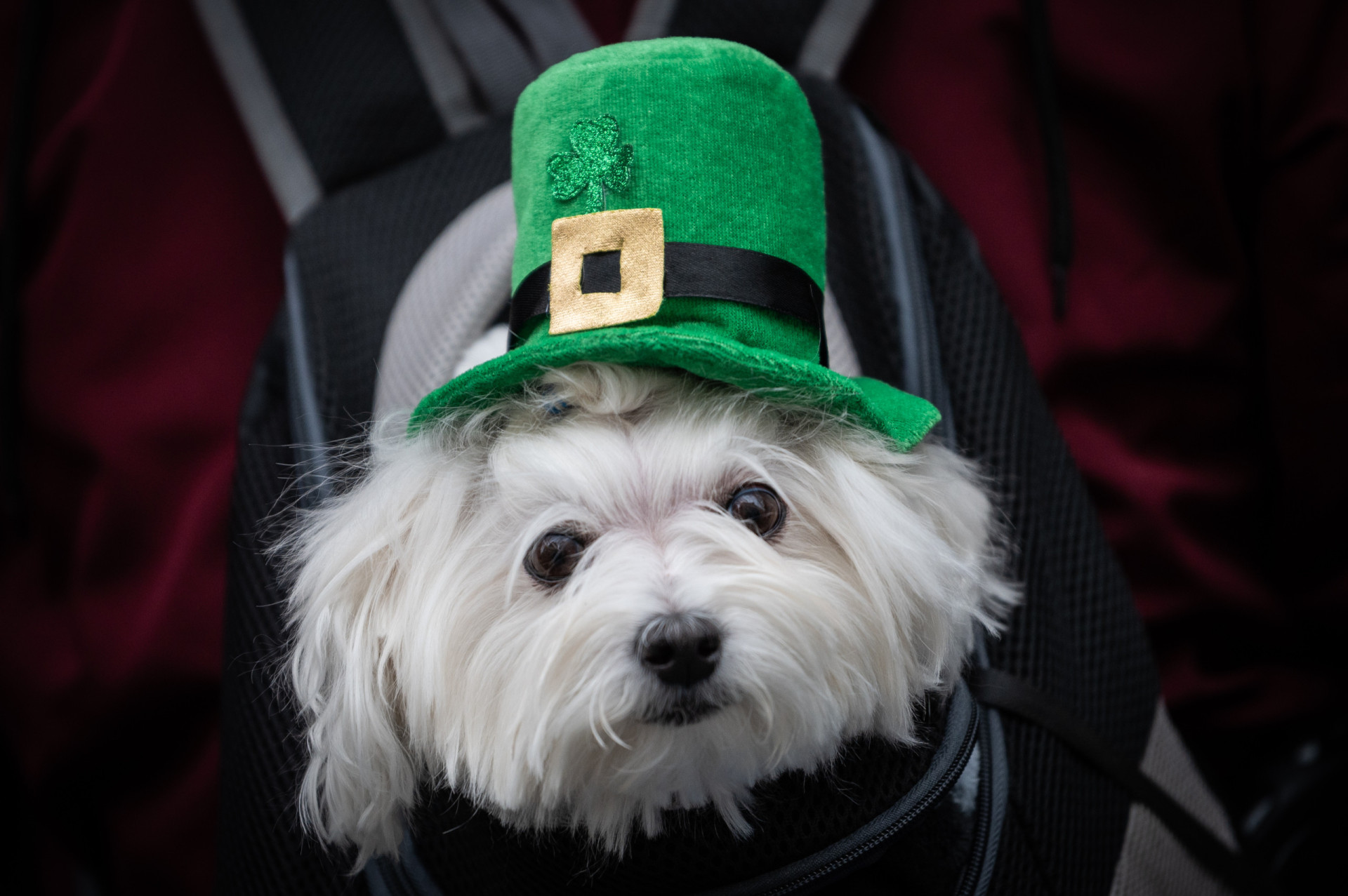 Er ulvehunder i ferd med å bli et problem?