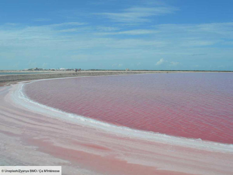 En Martinique et Guadeloupe, pourquoi les eaux des mangroves deviennent ...
