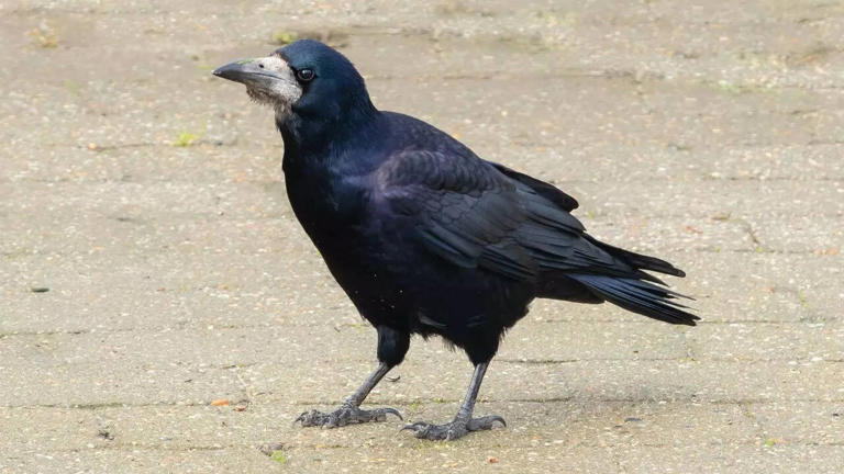5 birds that look like crows and how to tell them apart