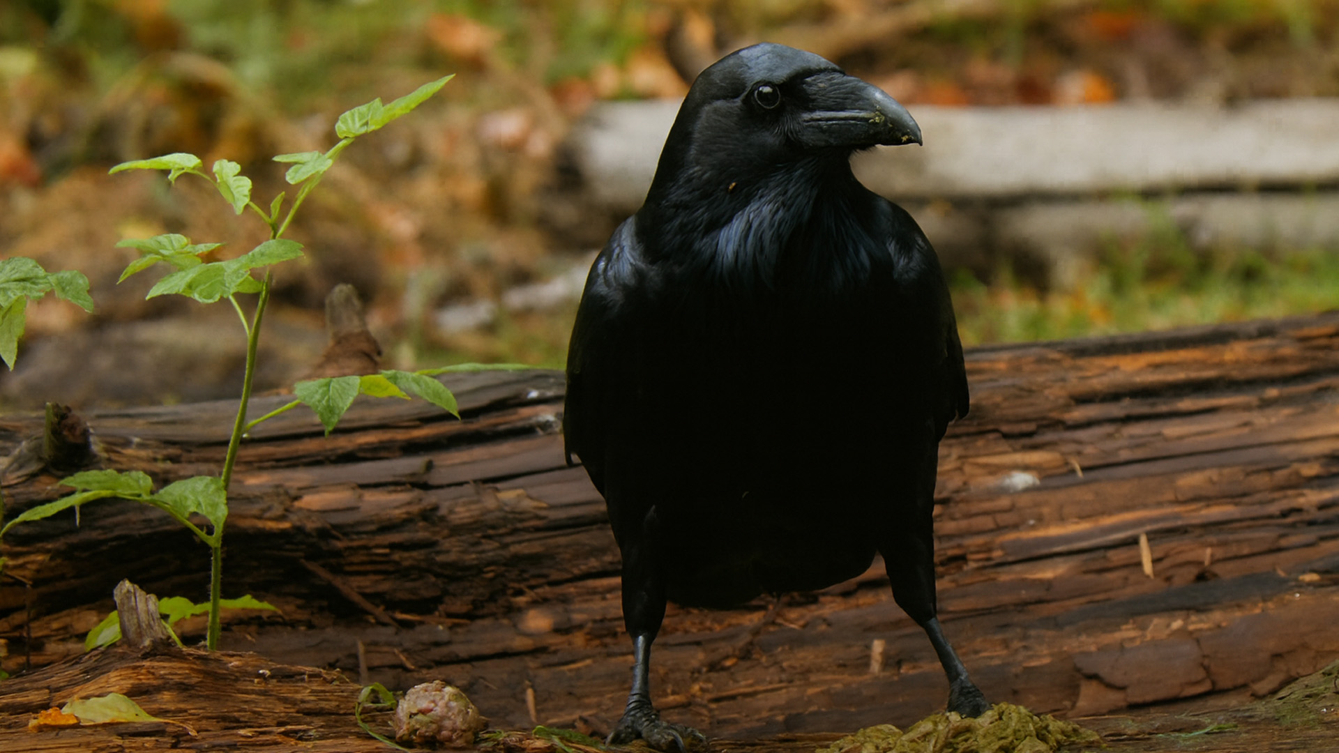 Common Raven Feasting on a Roe Deer Carcass – Corvus corax