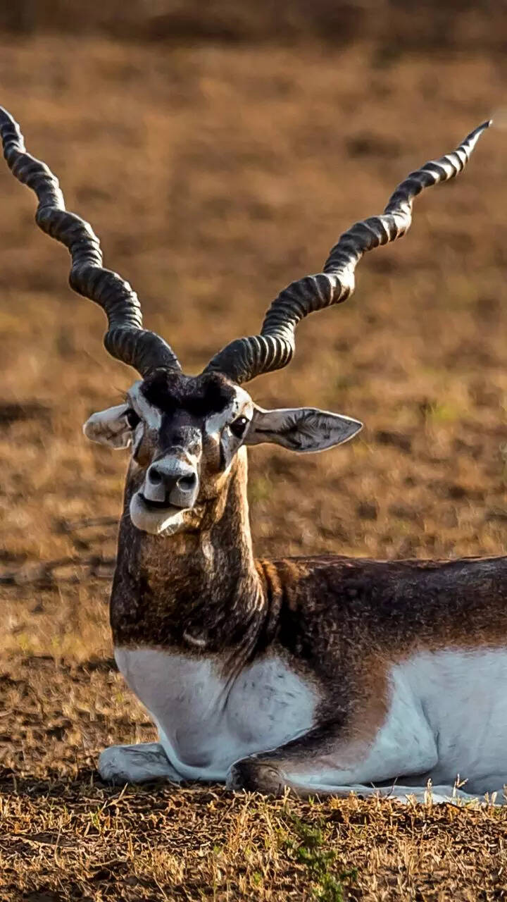 8 rare wildlife species of Indian deserts