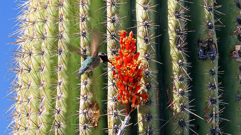 The Myths And Truths To Where Hummingbirds Really Go In The Winter