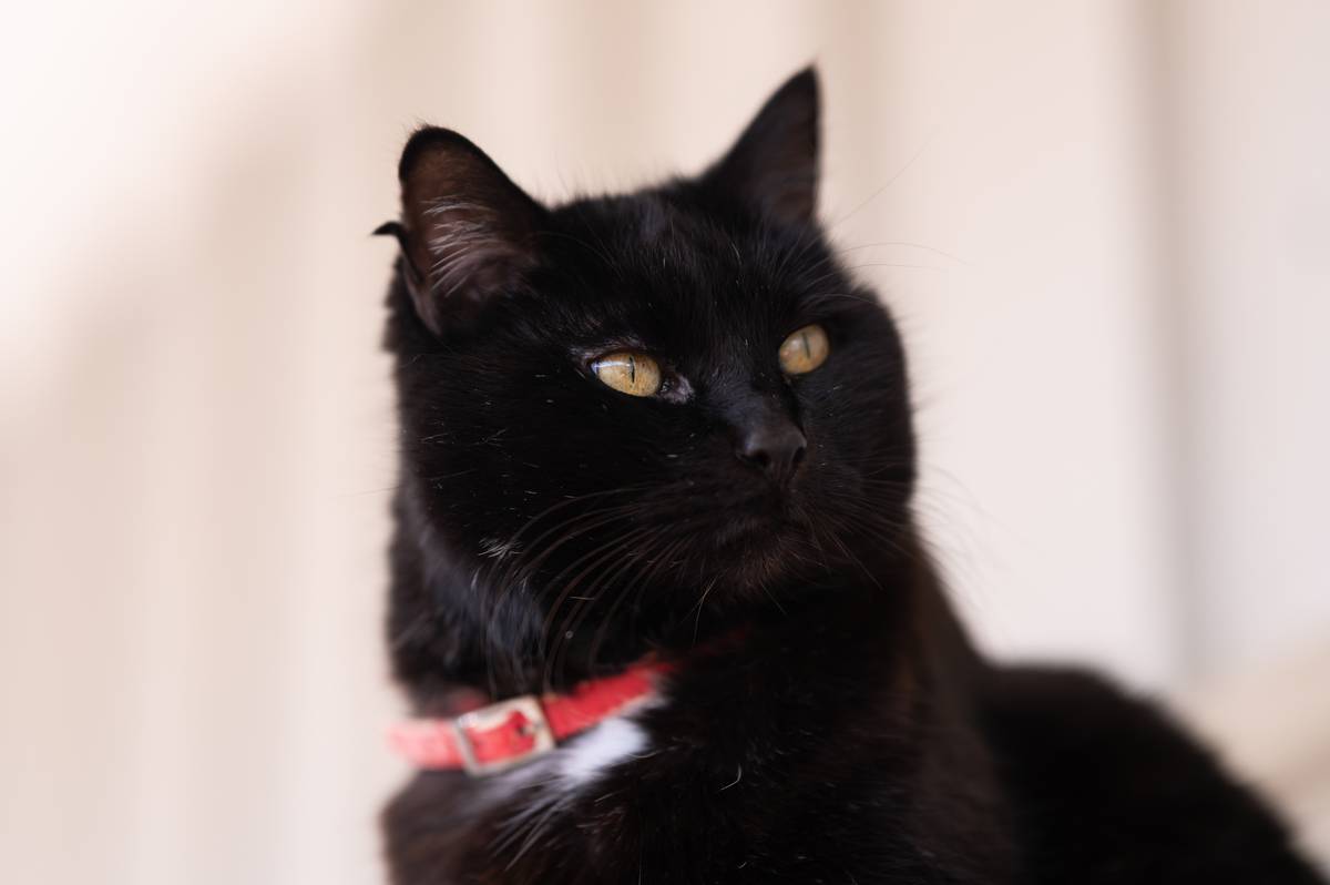 The meaning behind your cat's weirdest behaviors