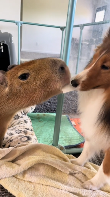 Lady & the Tramp IRL Capybara + Sheltie Pick the Saints