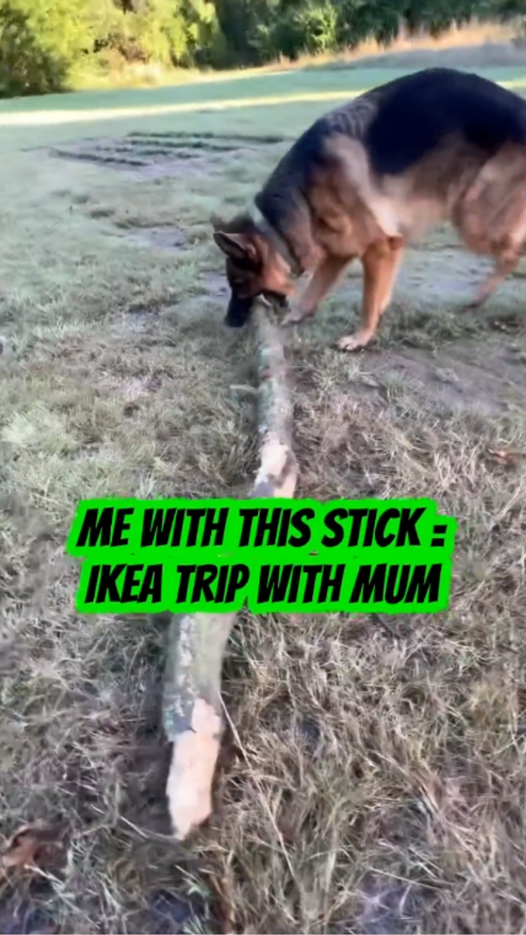 When Your Dog Finds a Log