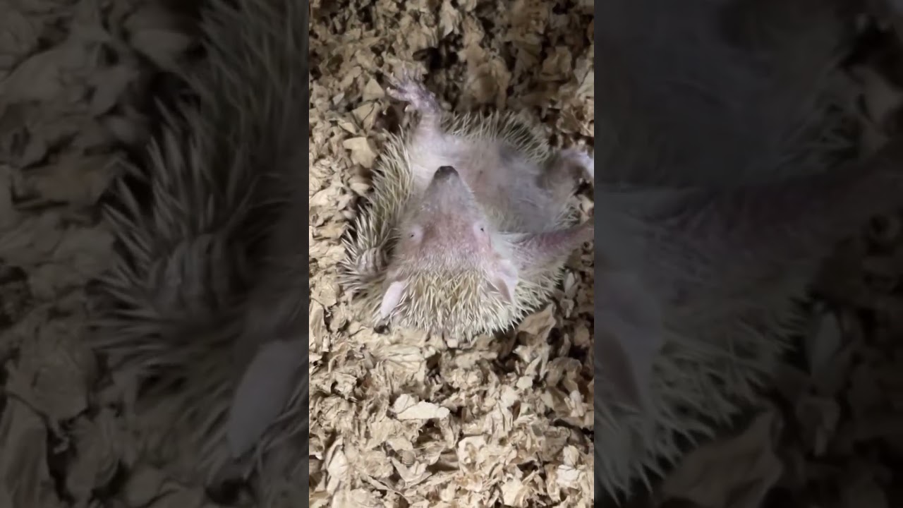 Baby porcupine hides while peeking out with curiosity