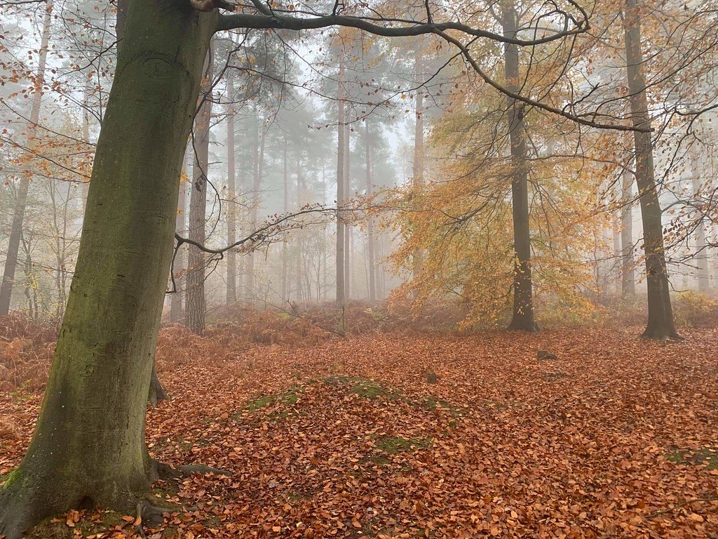 ‘Scenic’ 2.5-mile countryside walk near Derbyshire takes in autumn ...