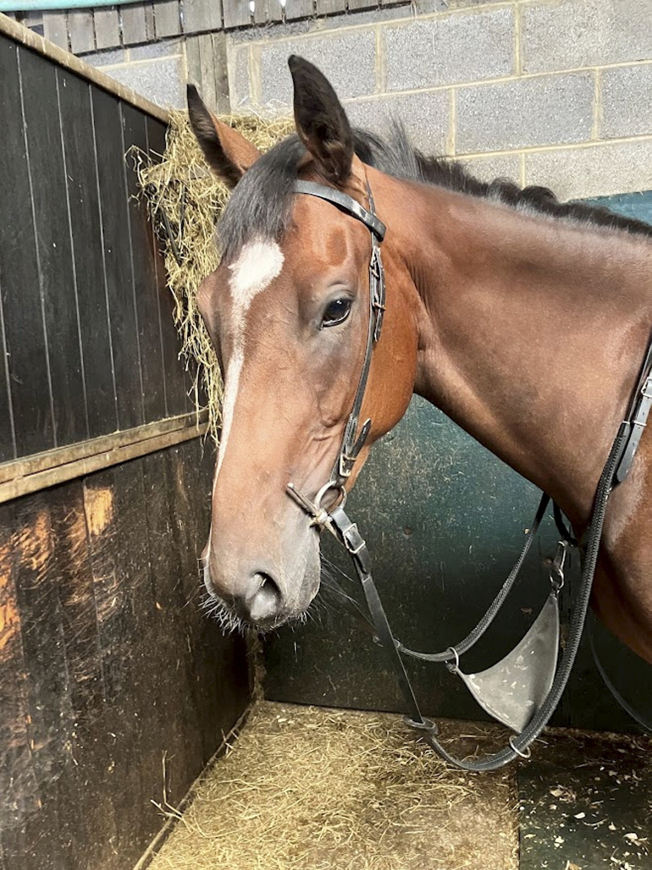 Our beloved horse was killed by a fallen electricity pylon in ...
