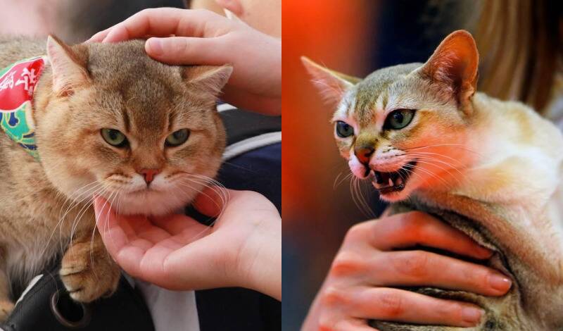 The meaning behind your cat's weirdest behaviors