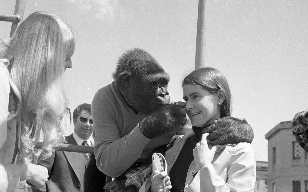 15+ Facts about Koko, the gorilla who knew sign language