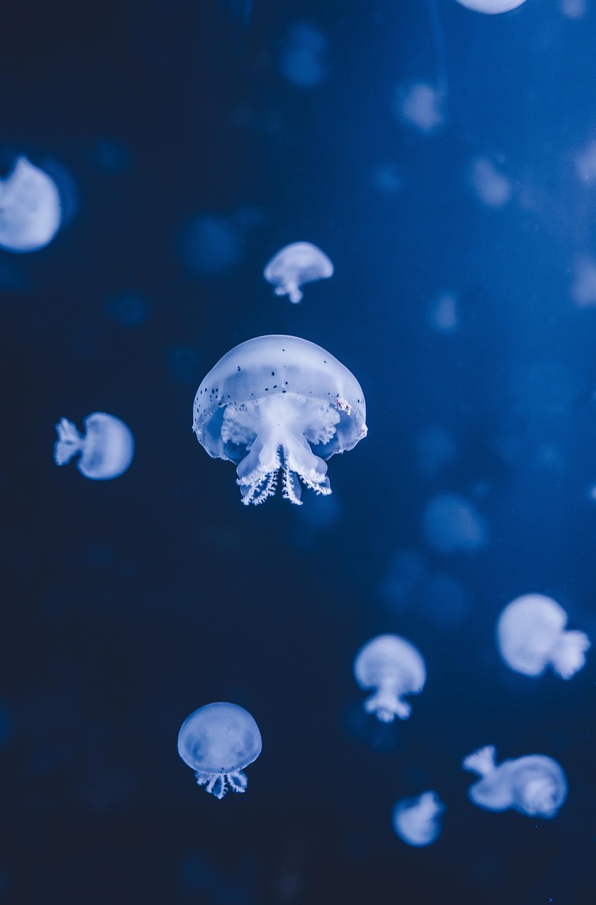 Jellyfish, Algae, and Other Life Forms That Thrive in Ocean Currents