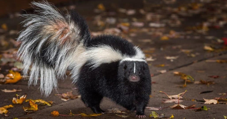 Badger vs Skunk: How to Spot the Differences and Where You Might ...