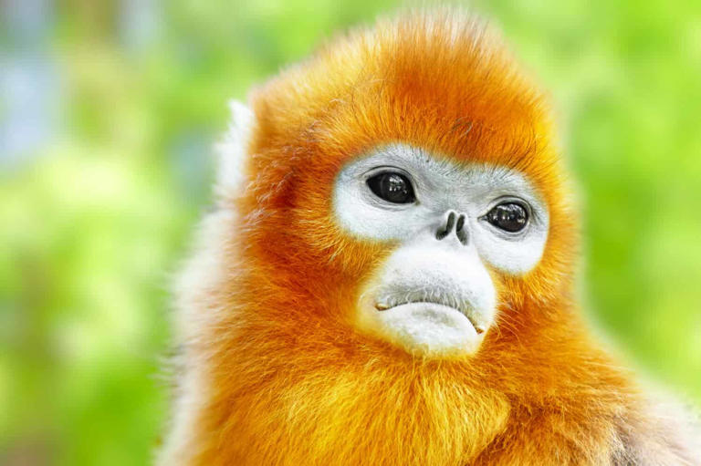 The Golden Snub-Nosed Monkey Looks Like an Ewok