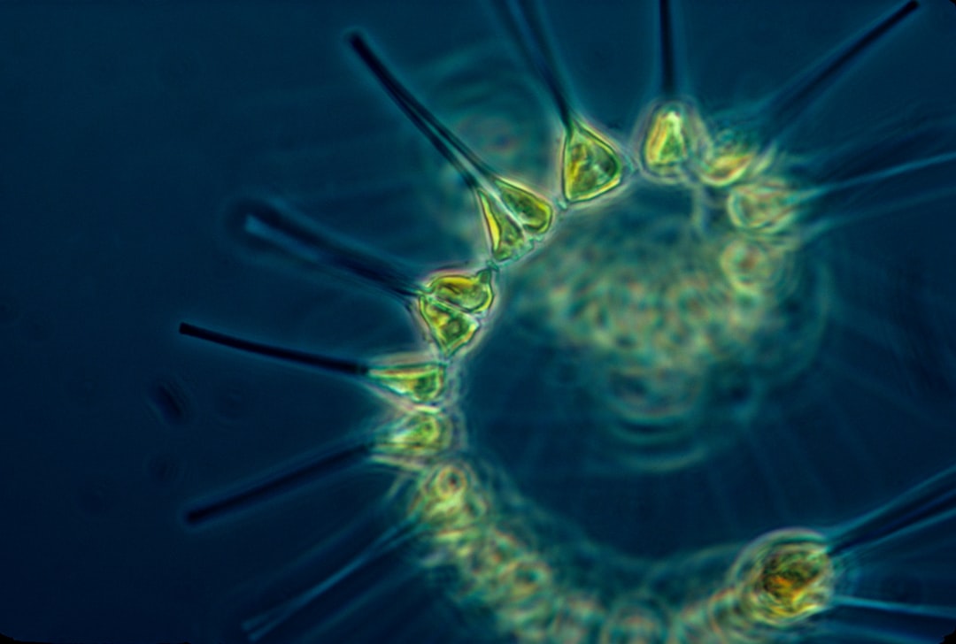 Jellyfish, Algae, and Other Life Forms That Thrive in Ocean Currents