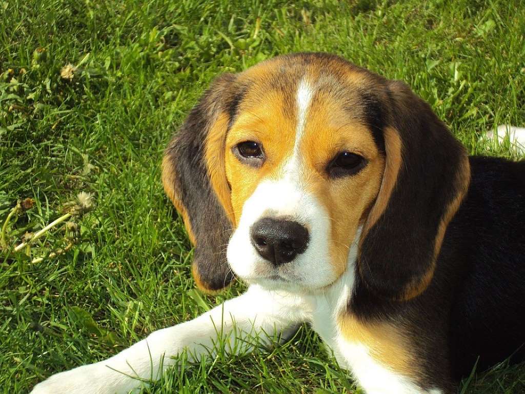 Las mejores razas de perros para los niños