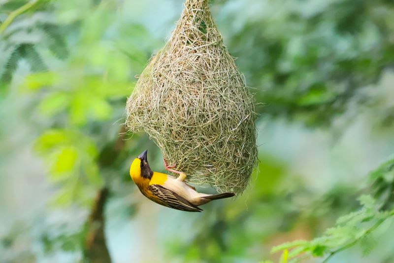 Interesting Bird Nests And The Functions Behind Their Designs