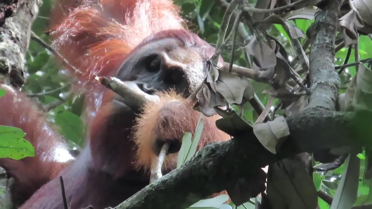 Orangutans adjust diet according to the season, researchers find