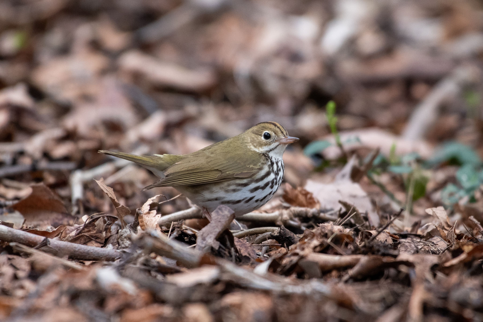 Interesting Bird Nests And The Functions Behind Their Designs