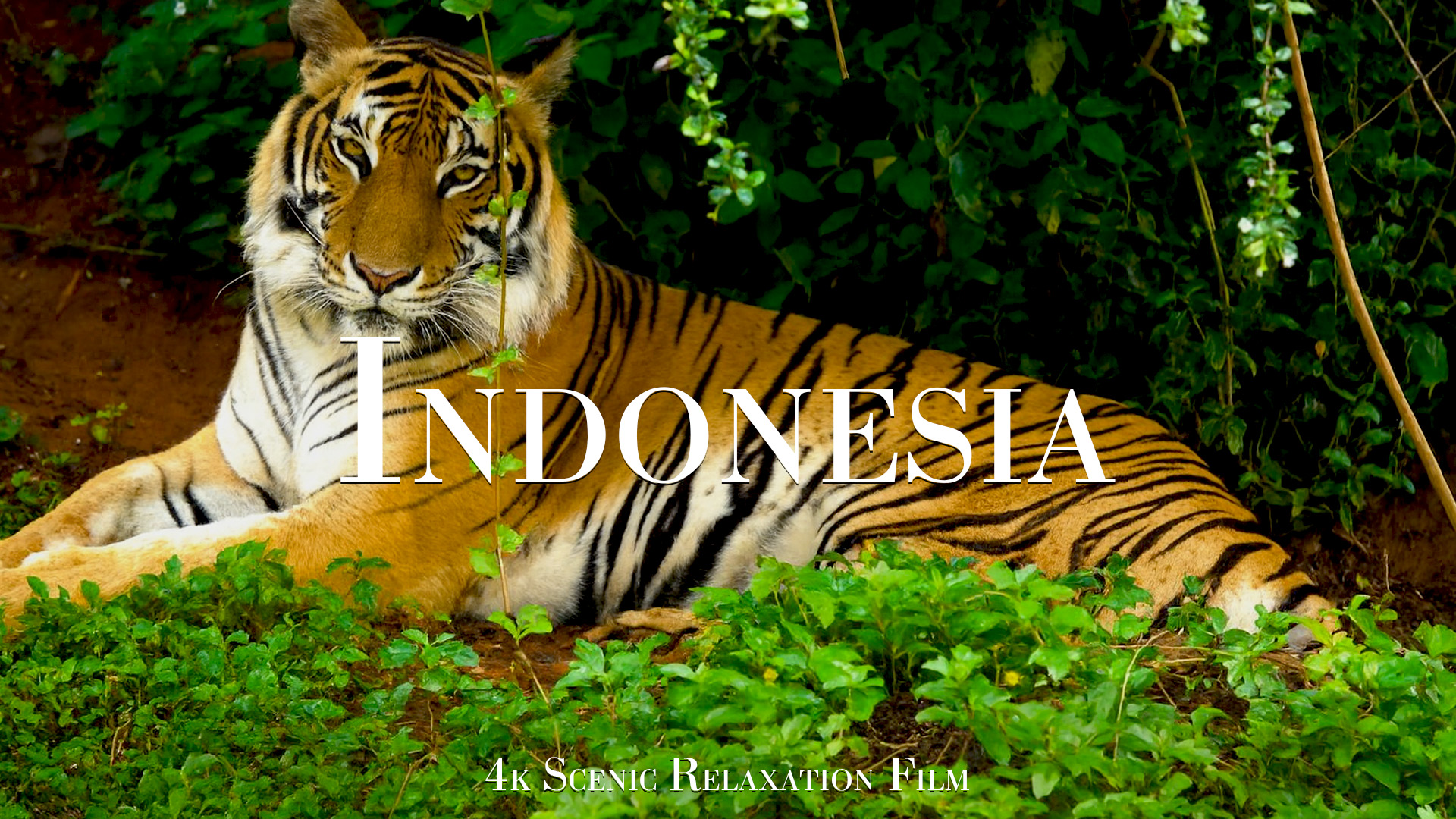 Faune d’Indonésie et du parc national de Komodo – Images en 4K