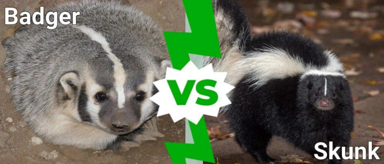 Badger vs Skunk: How to Spot the Differences and Where You Might ...