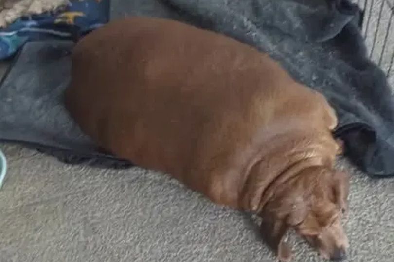 World's 'fattest dachshund' put on strict diet after owner gives her up