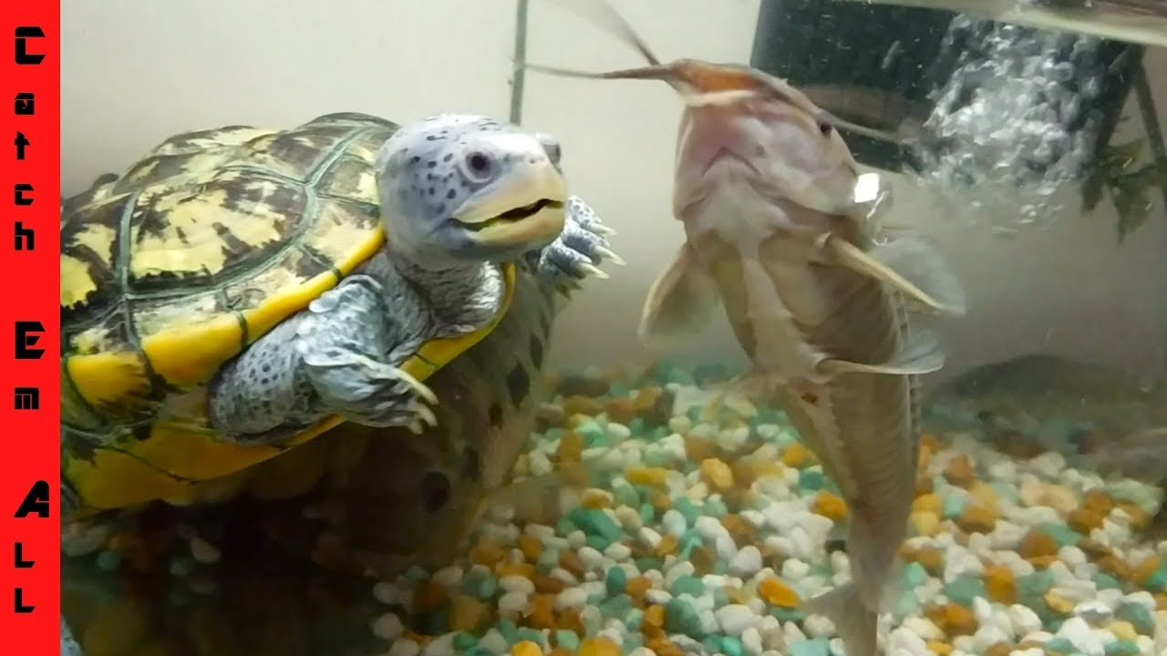 What Happens When a Turtle Meets a Fish?