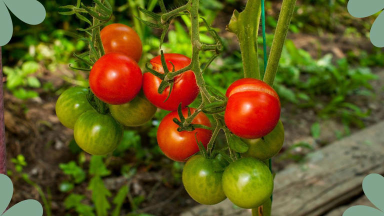 Gardening expert reveals the reasons why your tomatoes are splitting ...