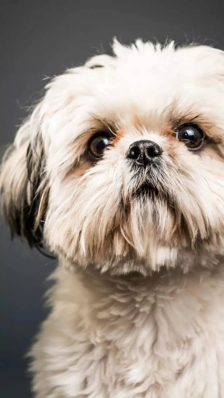 10 popular pet dog breeds that don’t mix well with kids (Parents, take ...