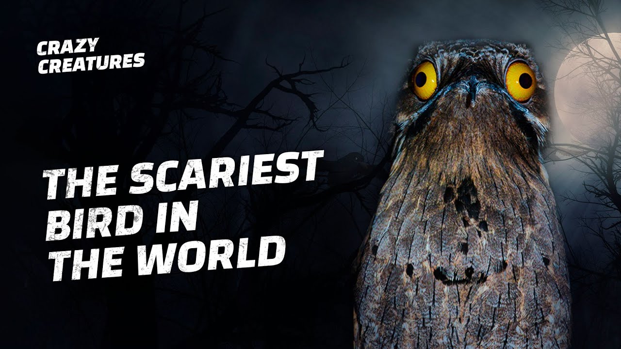 Scariest Creatures of the Night