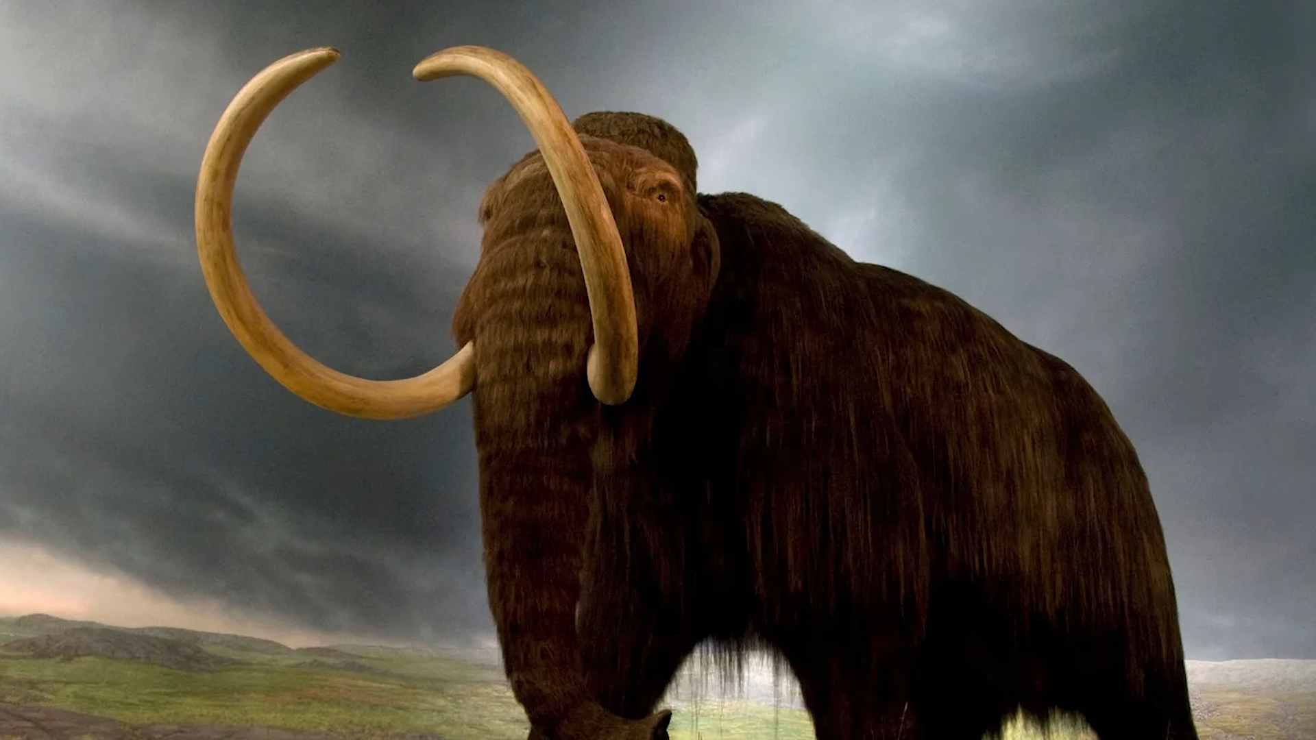 Life and death of the mighty woolly mammoth
