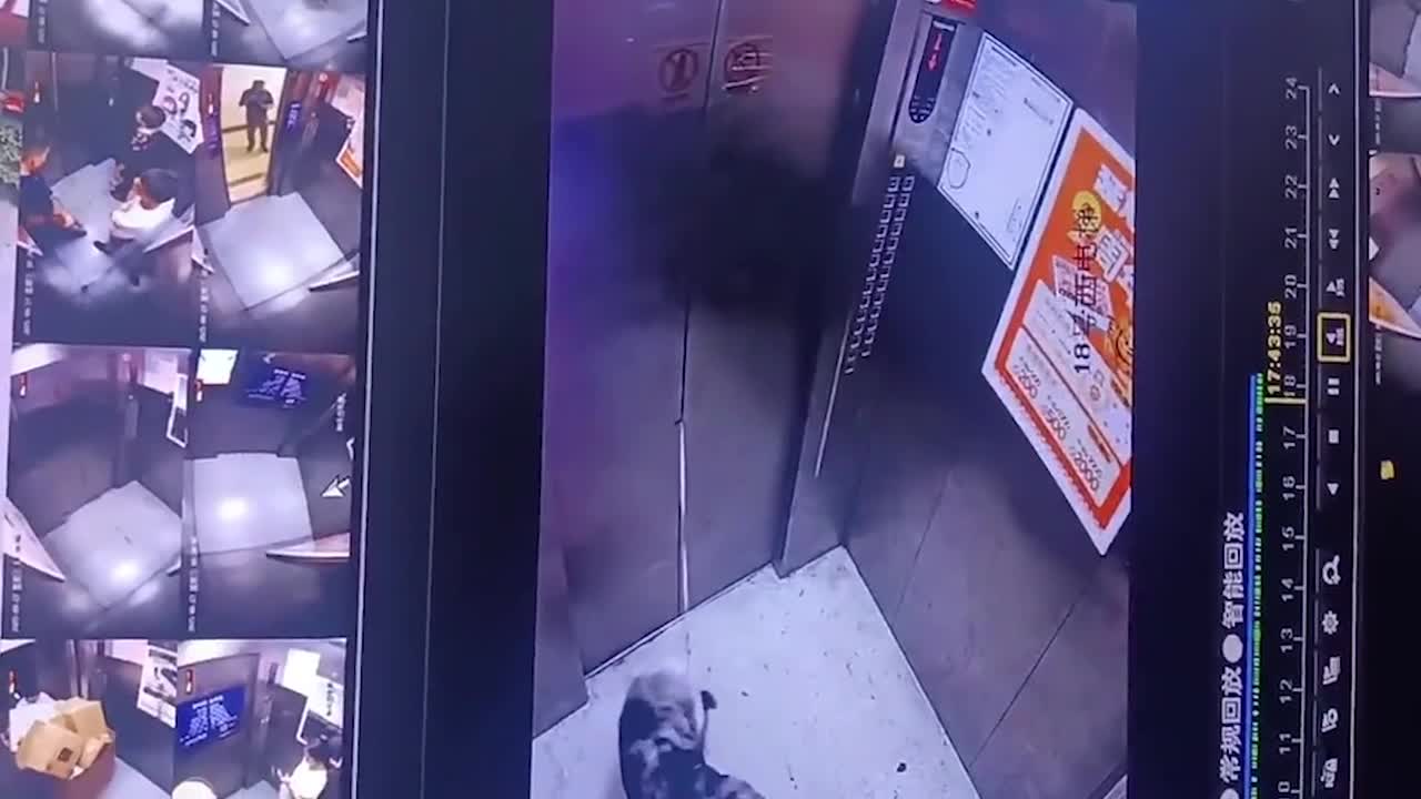 Dog hoisted aloft inside lift when leash gets stuck between doors