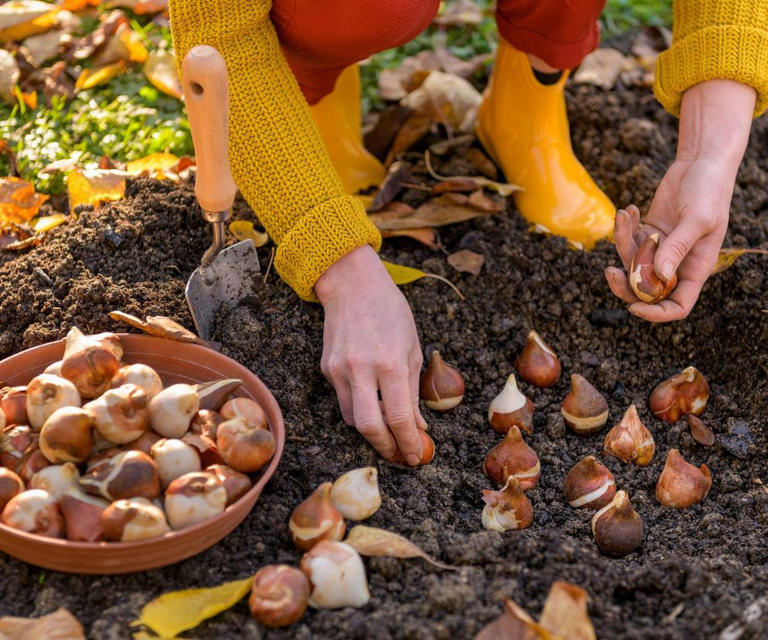 Już teraz pomyśl o nowym sezonie w ogrodzie: te prace warto zrobić ...