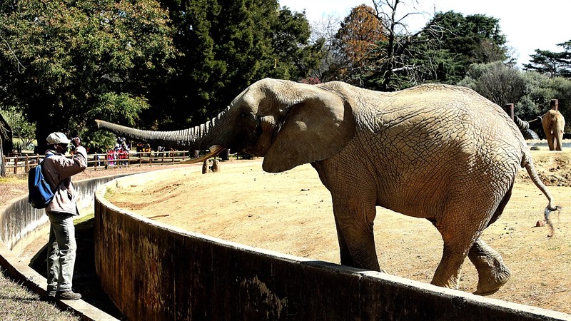 Court challenge to release three elephants from Joburg Zoo