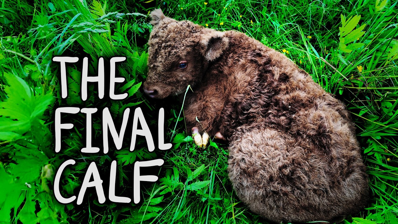 Last calf of year born on Vermont family farm