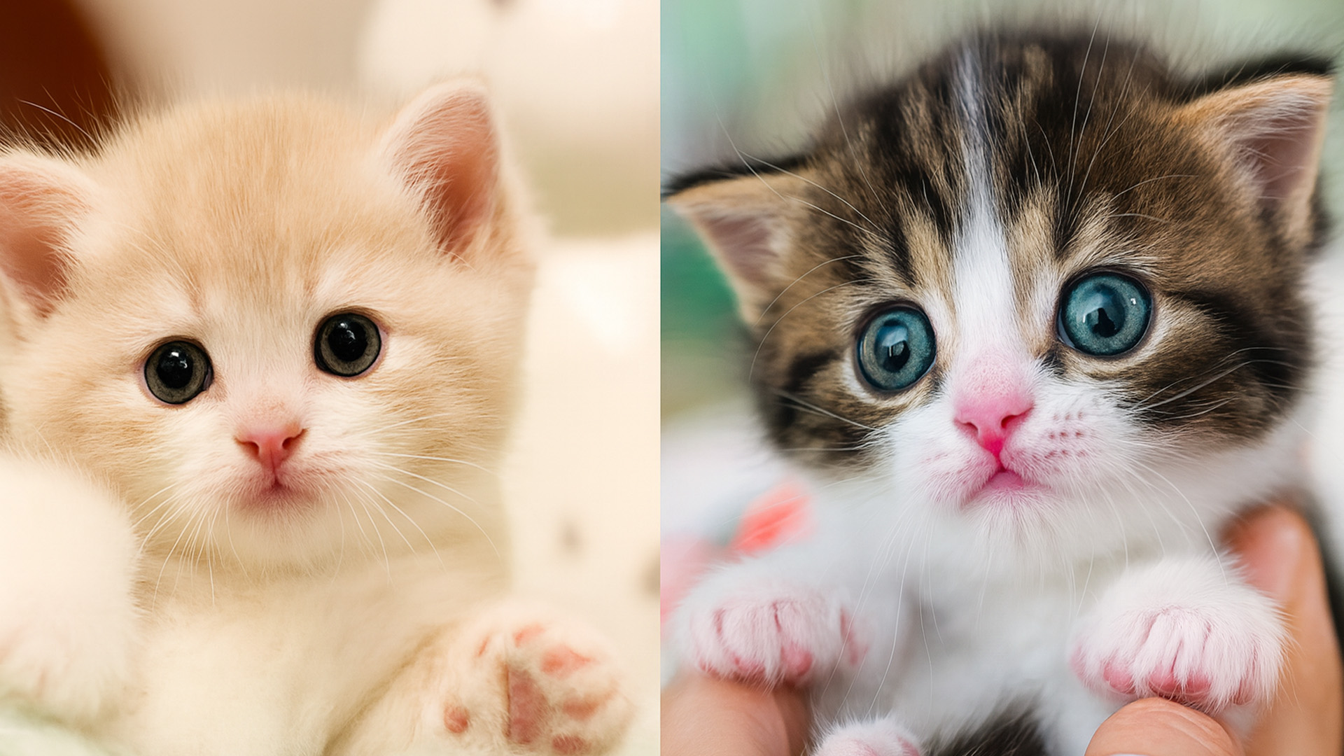 Wide-Eyed Kittens with Soft Fur