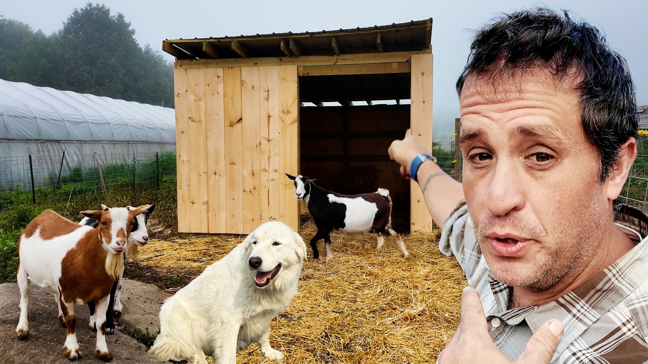 How I built a goat barn alone from start to finish
