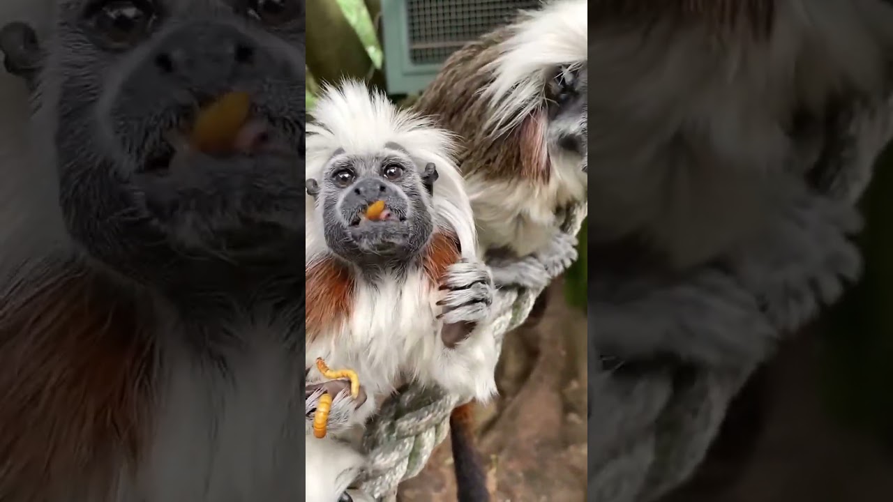 Cotton-Top Tamarins Feast on Nutritious Mealworms