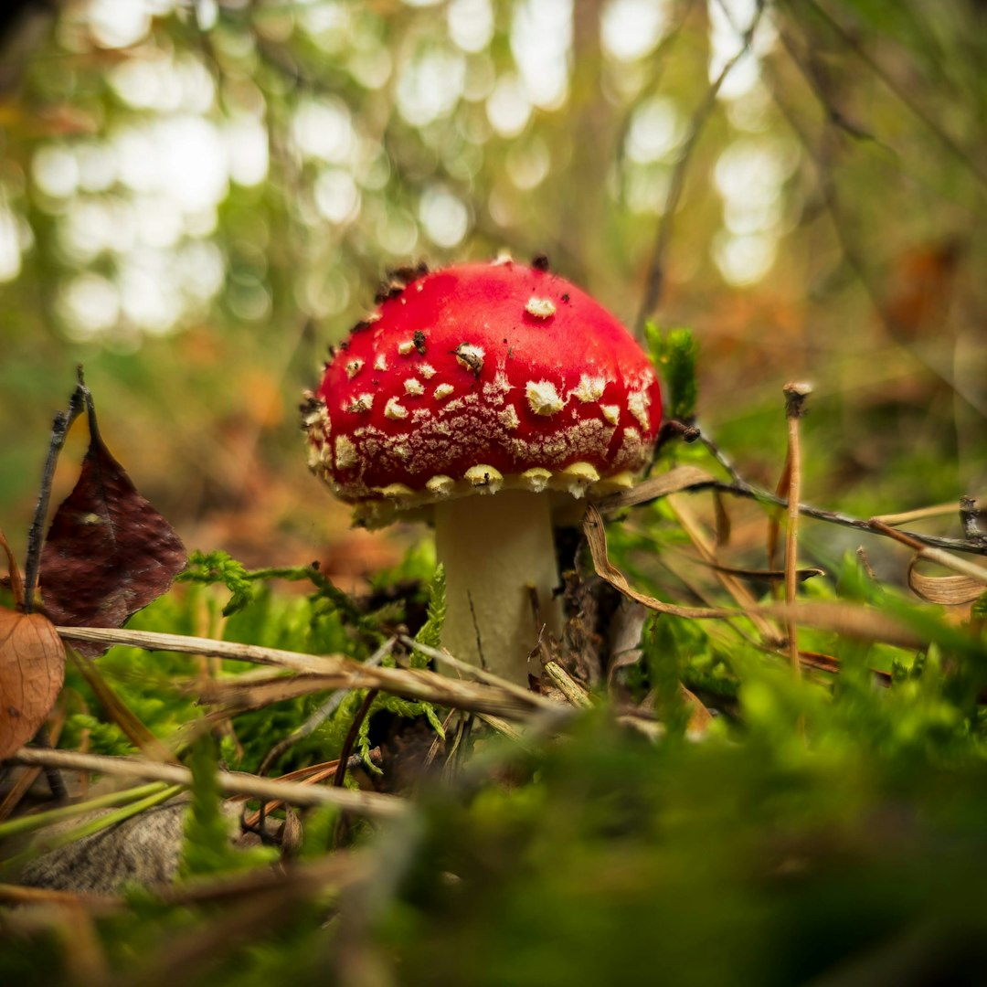 Fungi in Forest Ecosystems Recycling Nutrients Through Decomposition