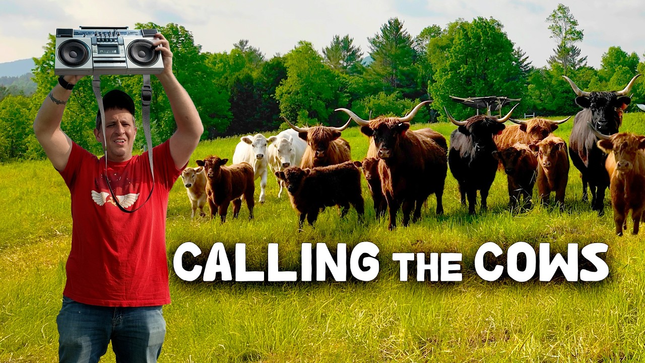 How I call cattle with music and other weird farm hacks